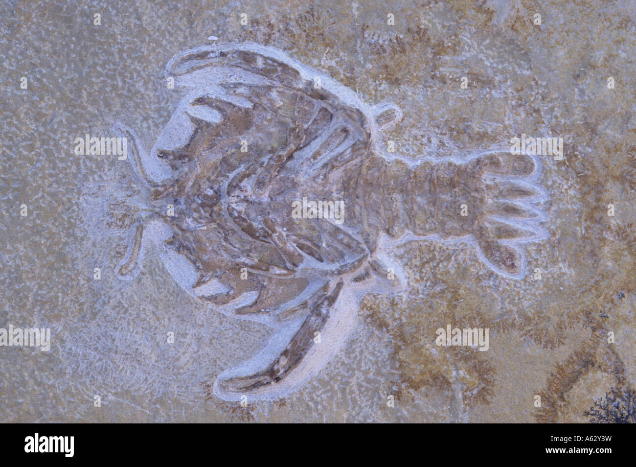 Fossil prehistoric shrimp hi-res stock photography and images - Alamy