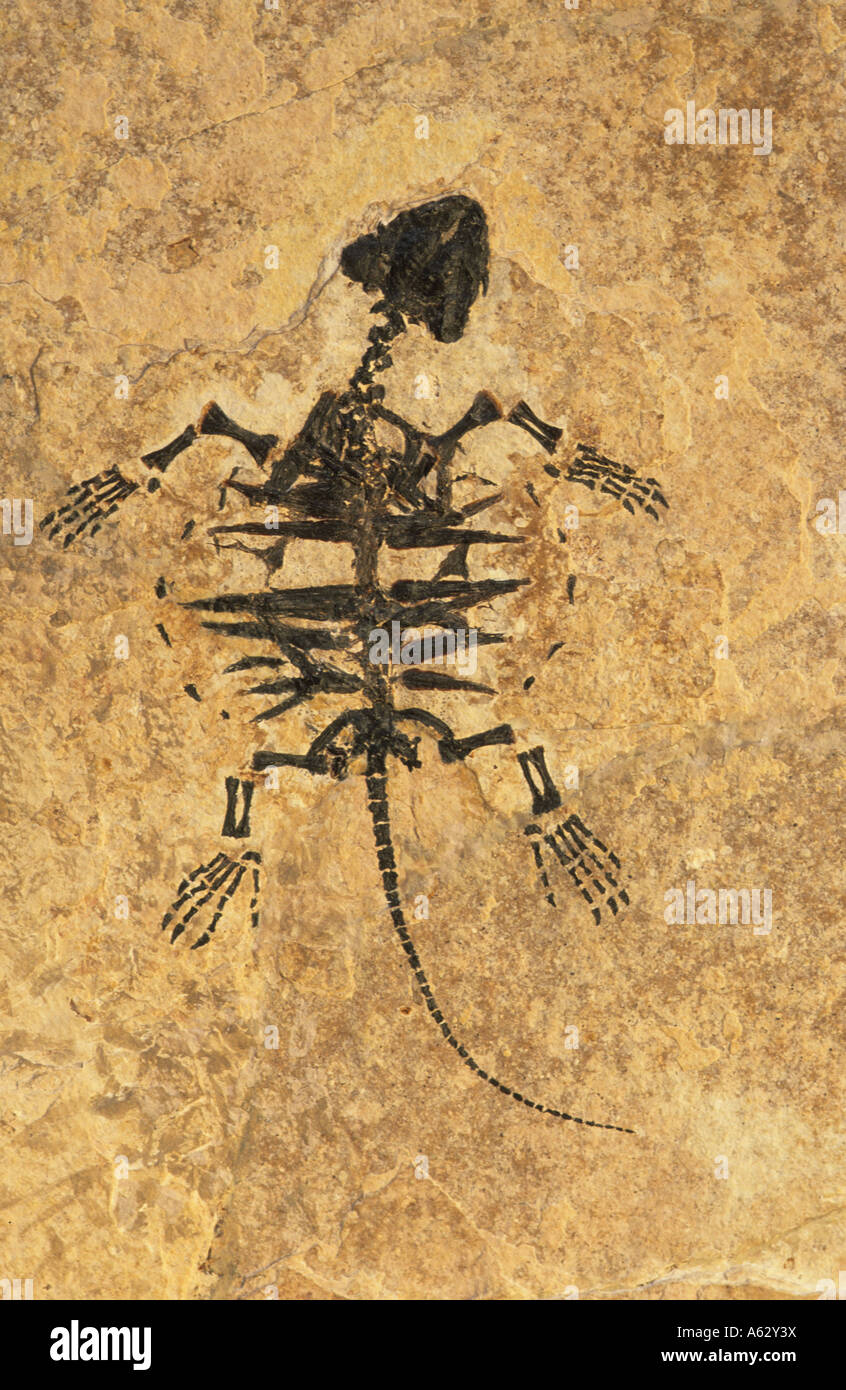 Fossil Snapping Turtle (juvenile) (Chelydridae) - Eocene - Wyoming ...