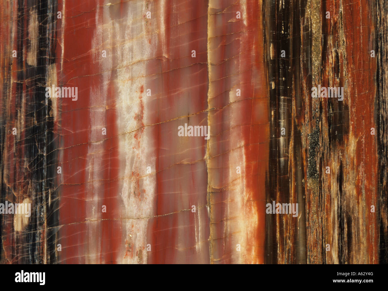 Petrified Wood Araucarioxylon Spp Arizona Extinct tree species Stock ...