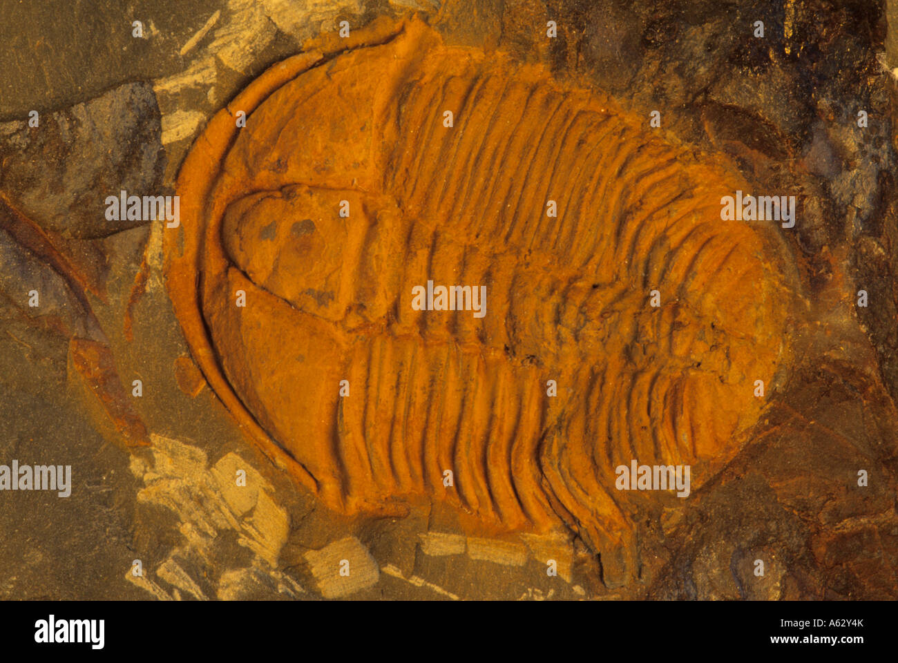Geology trilobite fossil arthropoda hi-res stock photography and images ...
