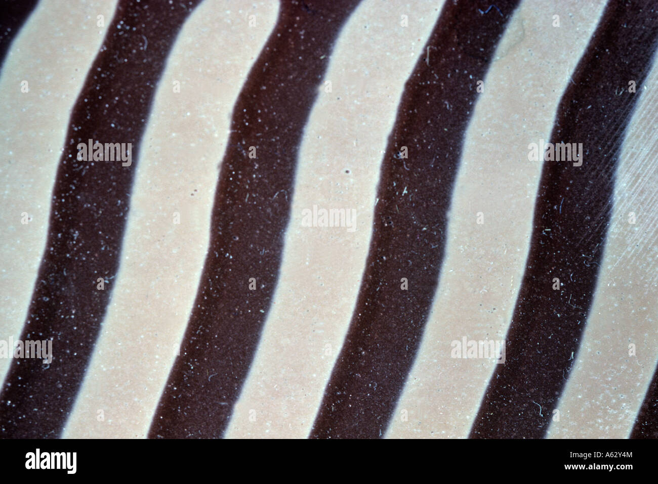 Zebra Stone Rock slab - West Australia - Australia Stock Photo - Alamy