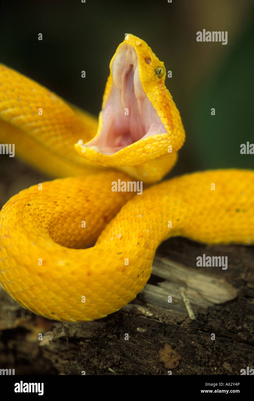 Eyelash Viper Bothriechis schlegelii Bothrops Costa Rica Tropical ...