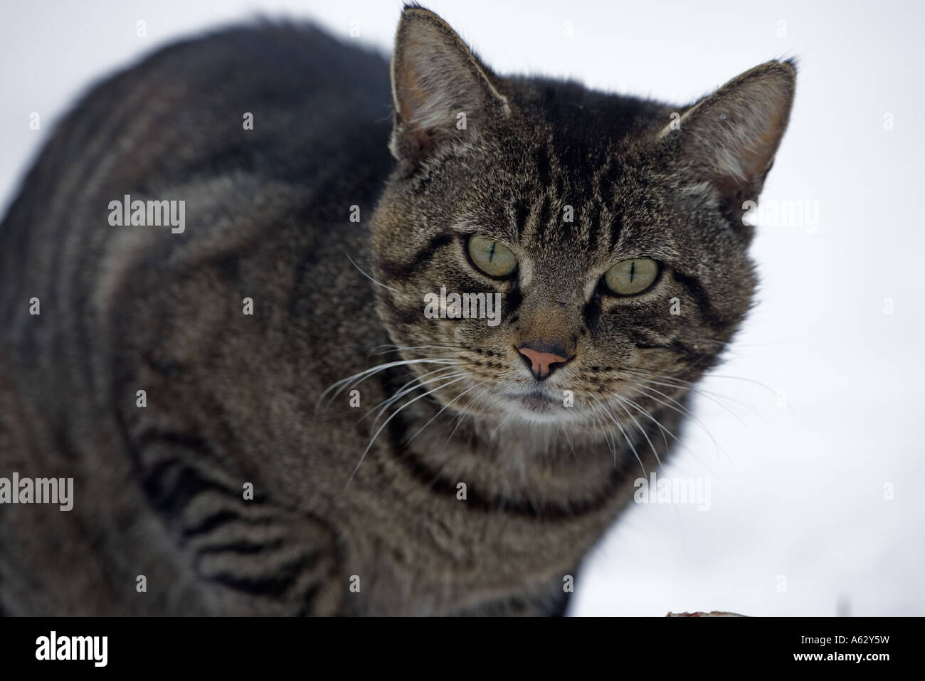 Domestic Cat Felis catus New York Stock Photo - Alamy