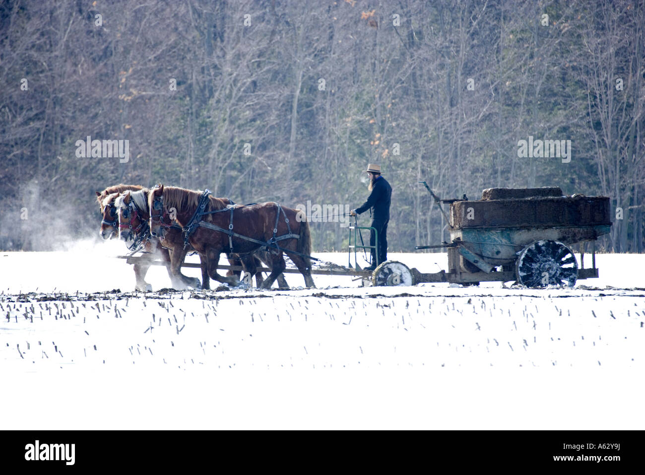 Horses pulling wagon hi-res stock photography and images - Alamy