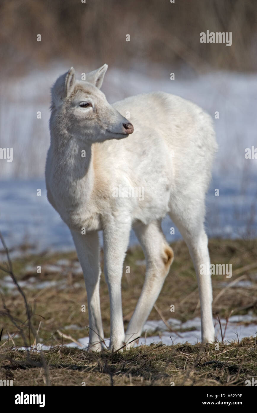 Seneca white deer hi-res stock photography and images - Alamy