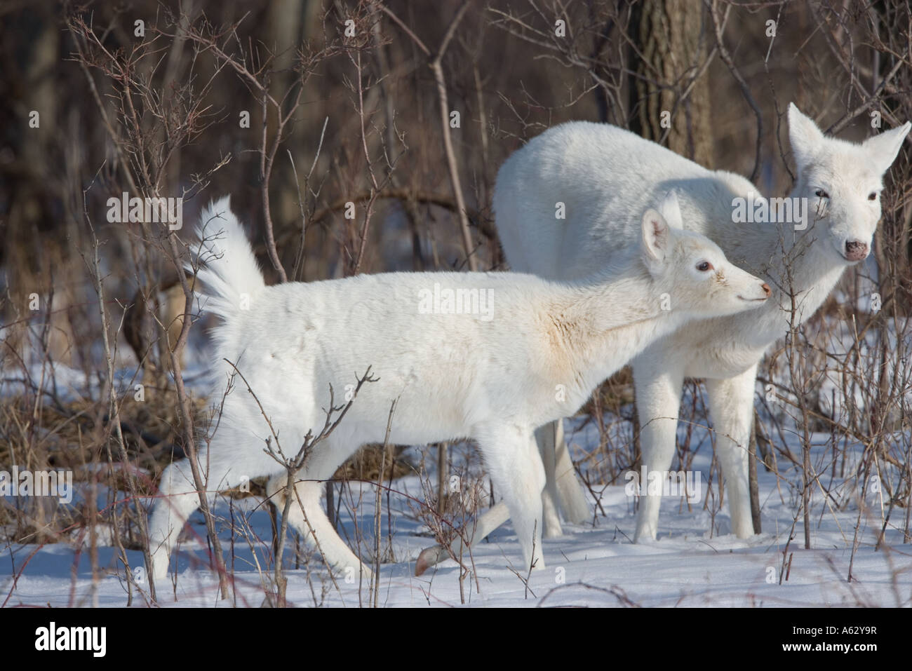 White-tailed Deer White - Color Phase (Odocoileus virginianus) New York ...