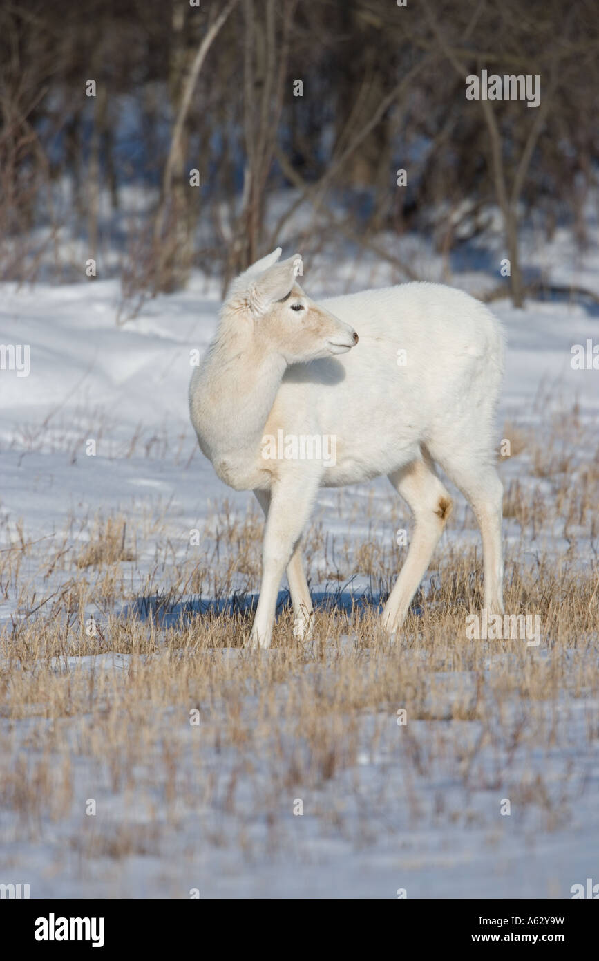 White tailed phase hi-res stock photography and images - Alamy