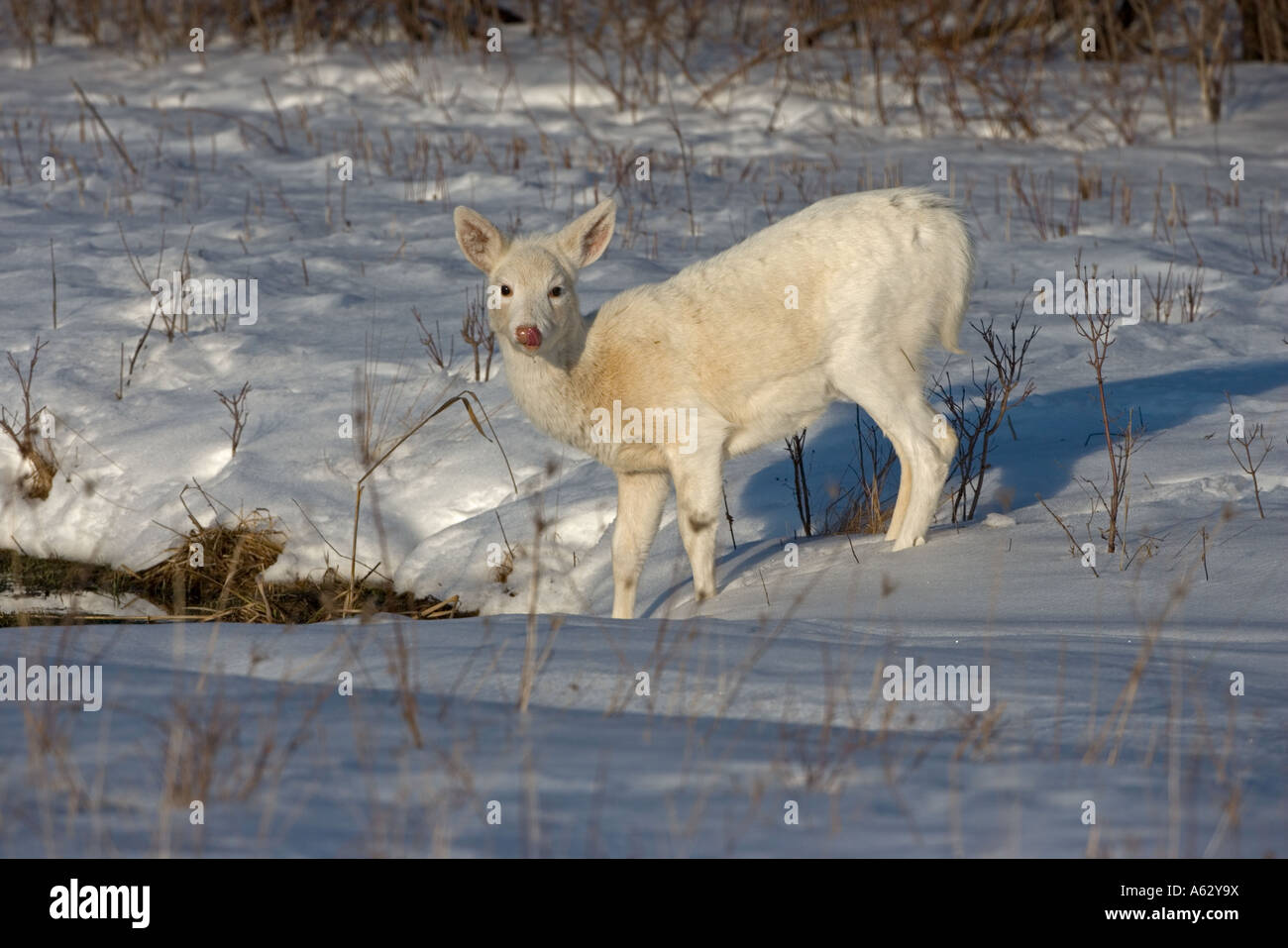 White tailed Deer White Color Phase Odocoileus virginianus New York Doe ...