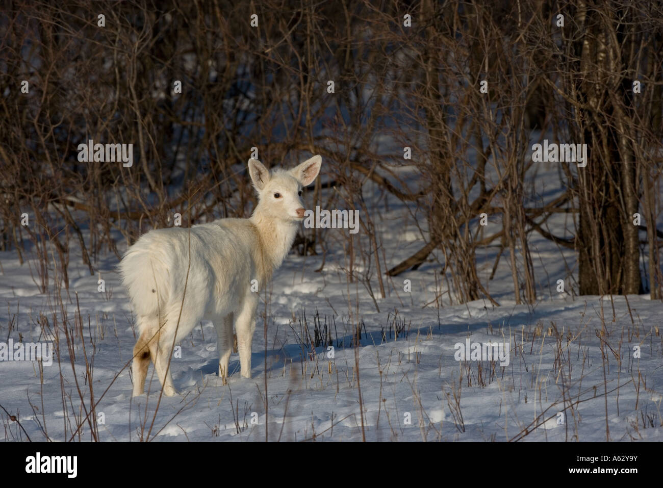 White-tailed Deer White - Color Phase (Odocoileus virginianus) New York ...