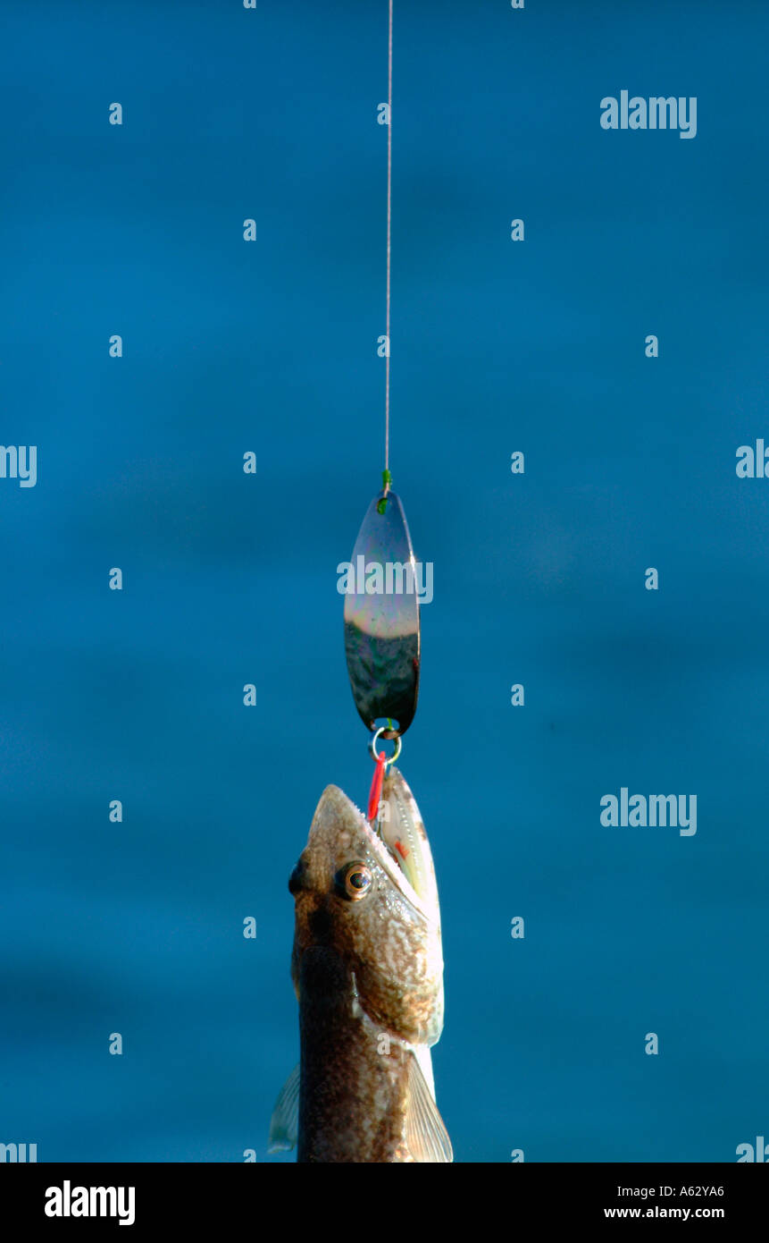 Lizard fish hi-res stock photography and images - Alamy