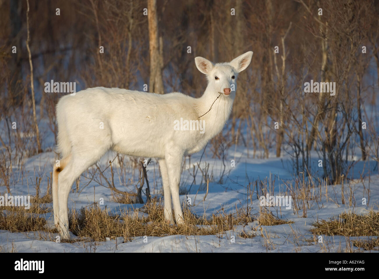 White-tailed Deer White - Color Phase (Odocoileus virginianus) New York ...