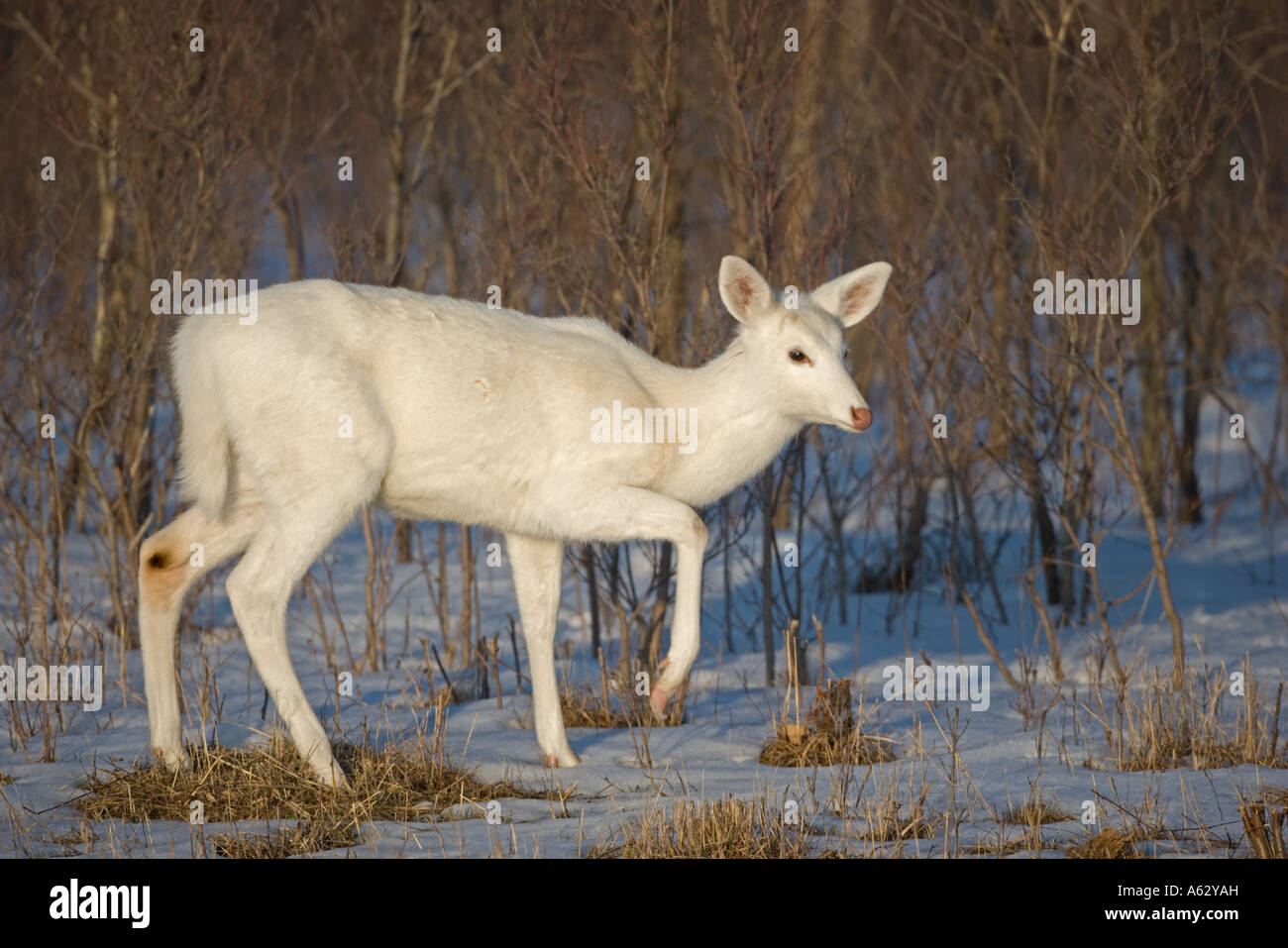 White-tailed Deer White - Color Phase (Odocoileus virginianus) New York ...