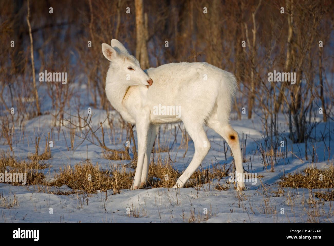 White-tailed Deer White - Color Phase (Odocoileus virginianus) New York ...