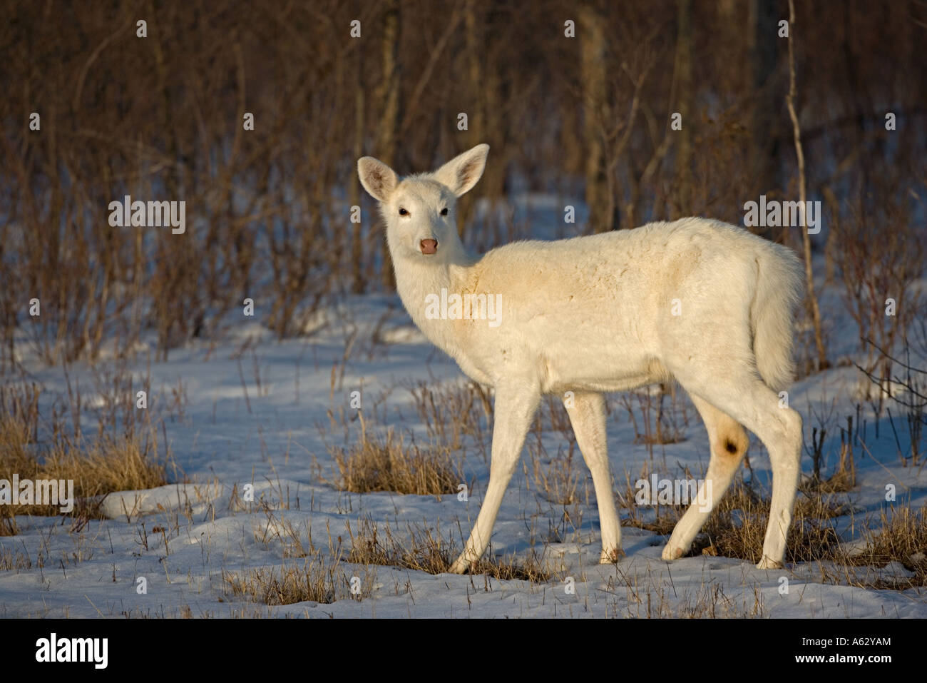 White-tailed Deer White - Color Phase (Odocoileus virginianus) New York ...