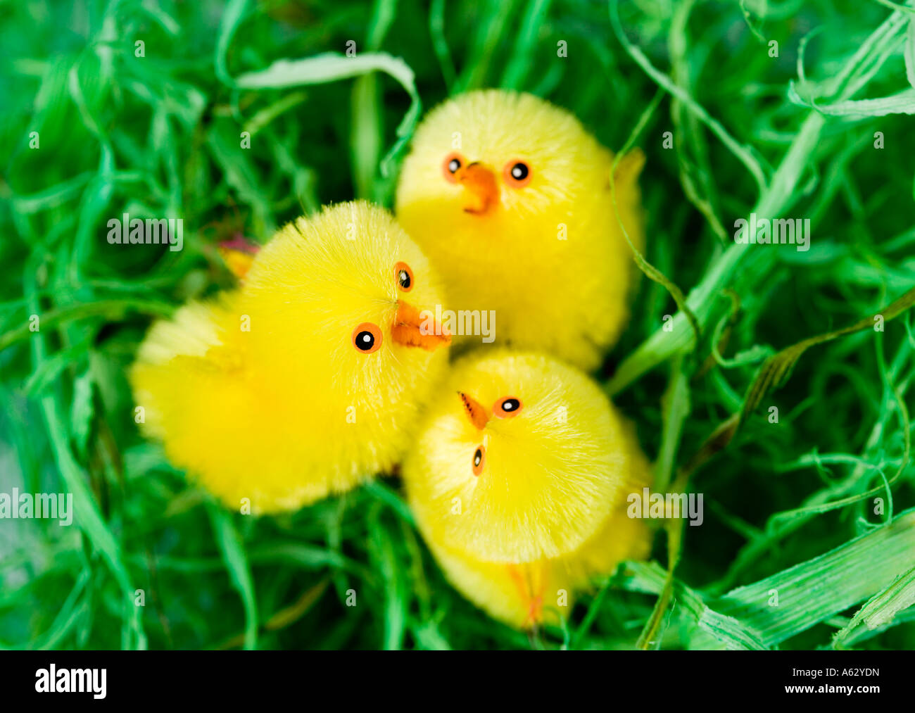 Three easter chicks on a grassy background Stock Photo - Alamy