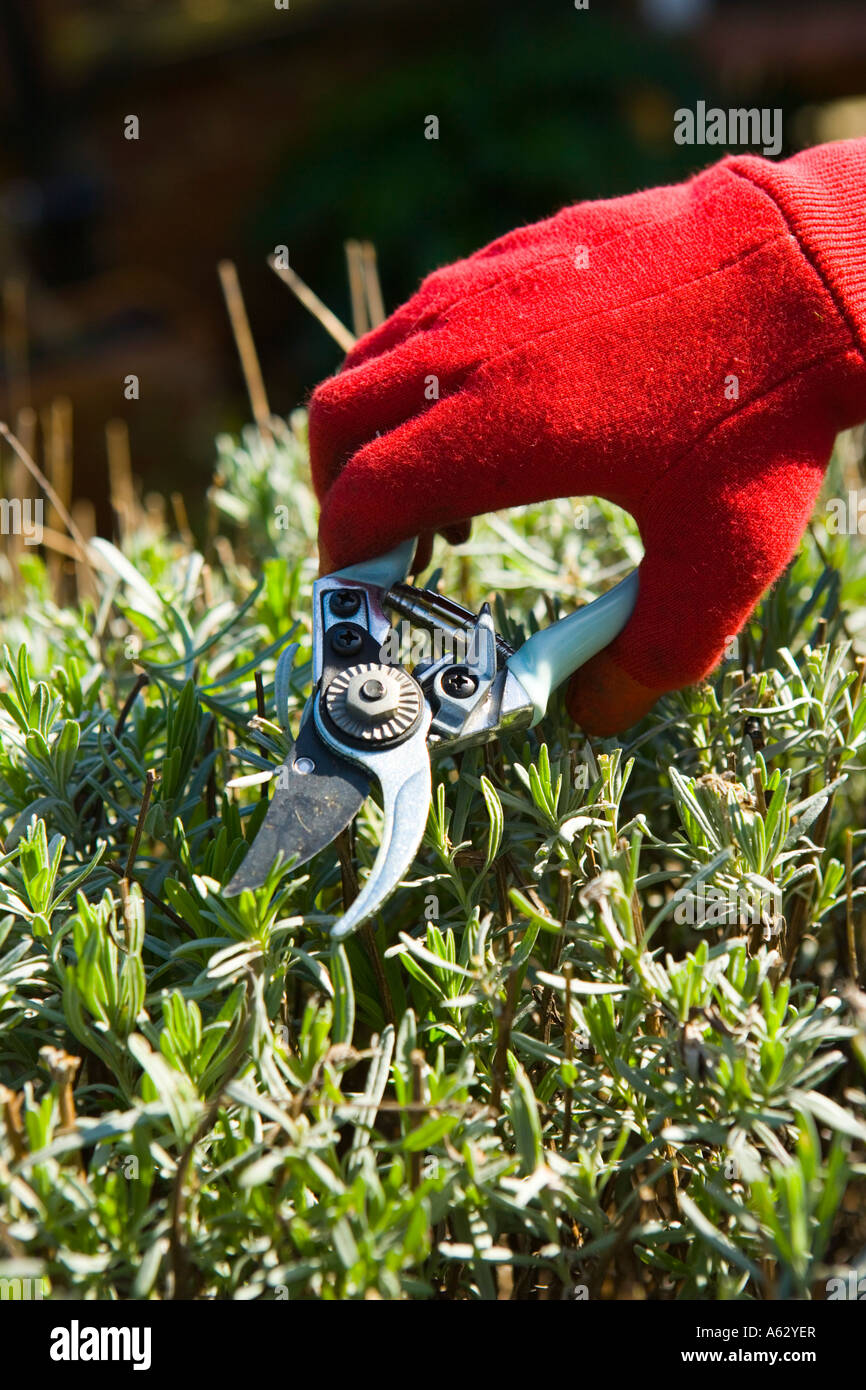 Gardener trimming lavender with secateurs Stock Photo - Alamy