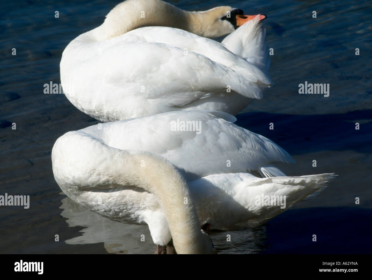 Swan with two necks hi-res stock photography and images - Alamy