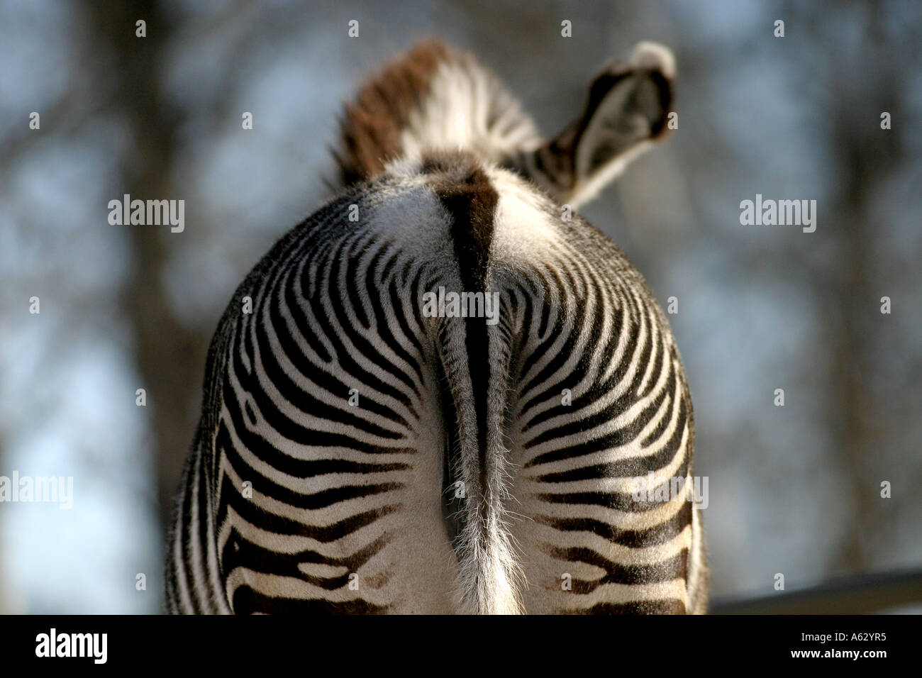 Zebra zoo captive animal cage hi-res stock photography and images - Alamy