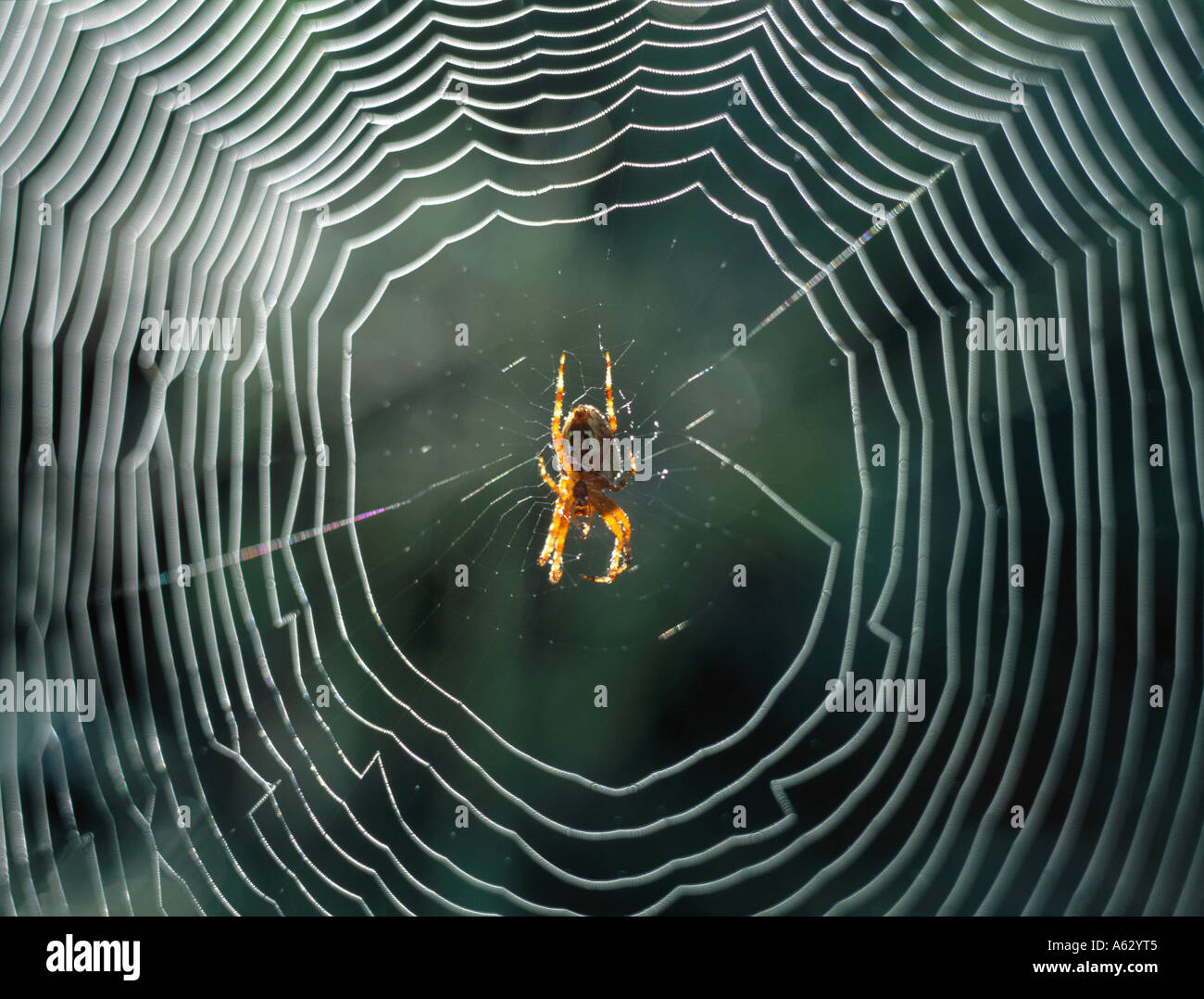 Spider in the web hi-res stock photography and images - Alamy