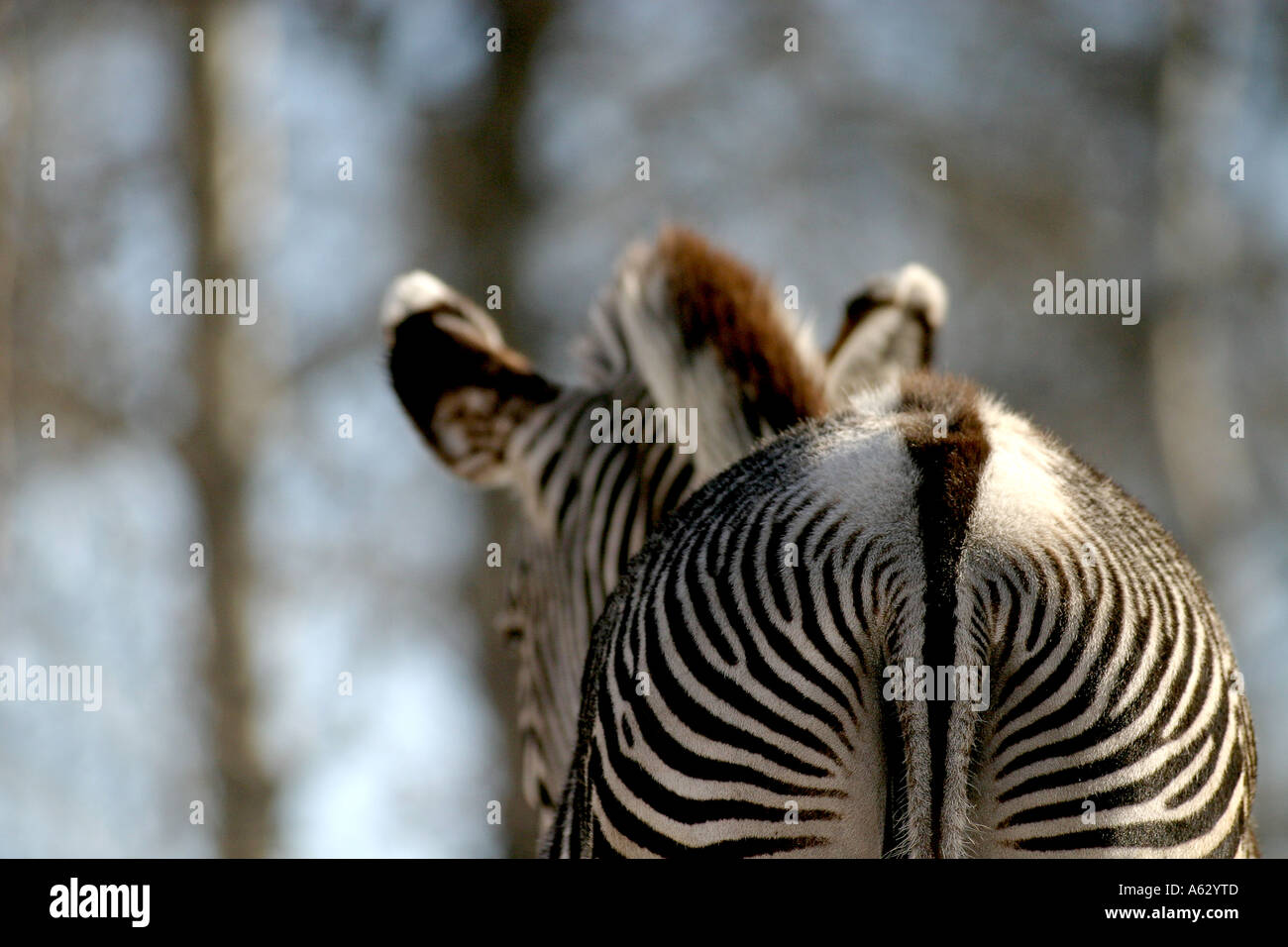 Zebra zoo captive animal cage hi-res stock photography and images - Alamy