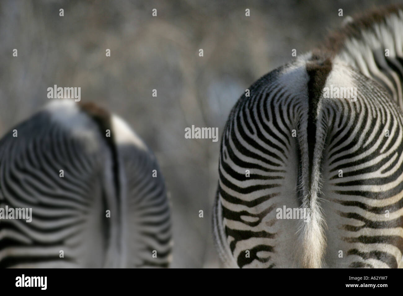 Zebra rear derriere hi-res stock photography and images - Alamy