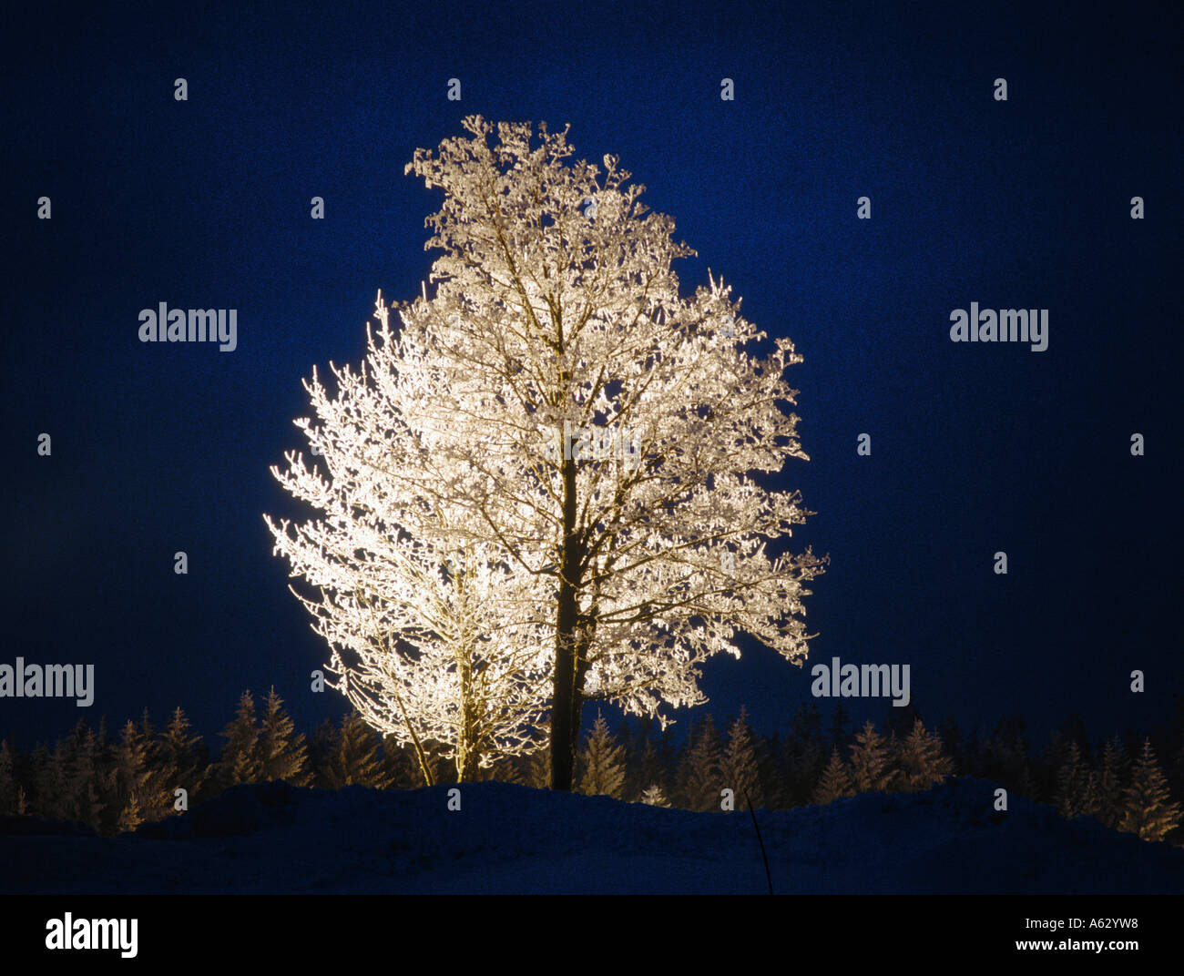 Frozen tree against dusky sky Stock Photo - Alamy