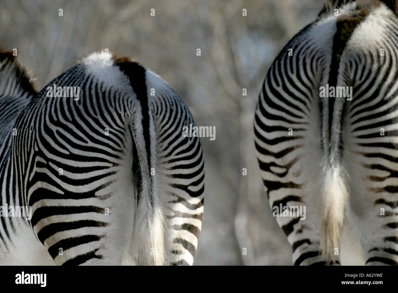 Zebra rear derriere hi-res stock photography and images - Alamy