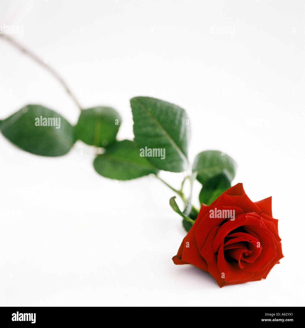 a single red rose Stock Photo - Alamy