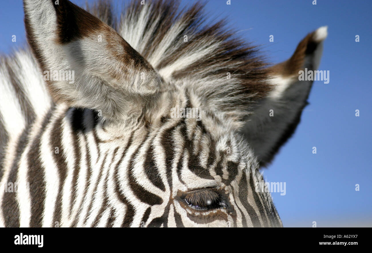 Zebra zoo captive animal cage hi-res stock photography and images - Alamy