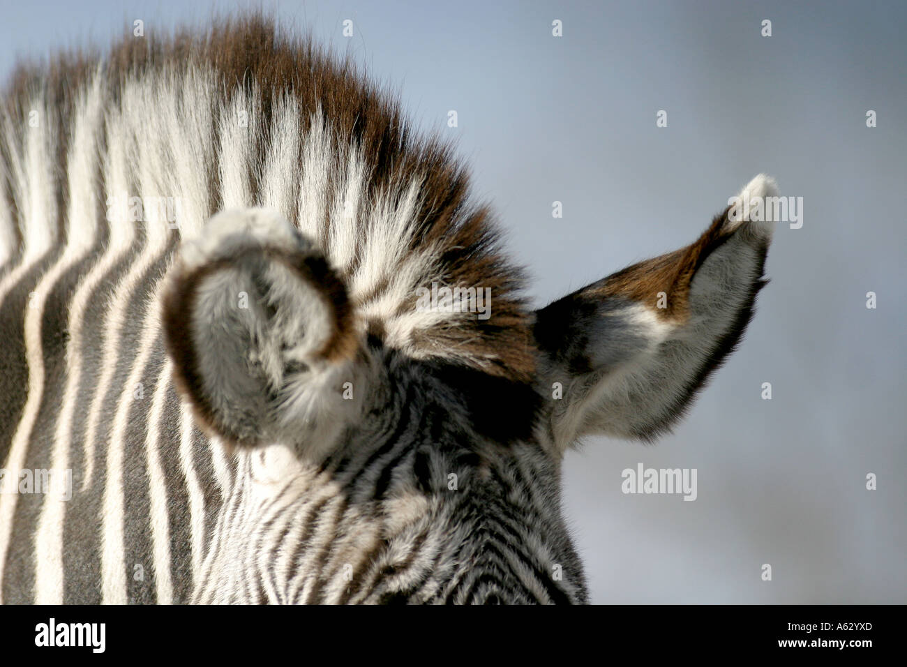 Four hooves zebra hi-res stock photography and images - Alamy