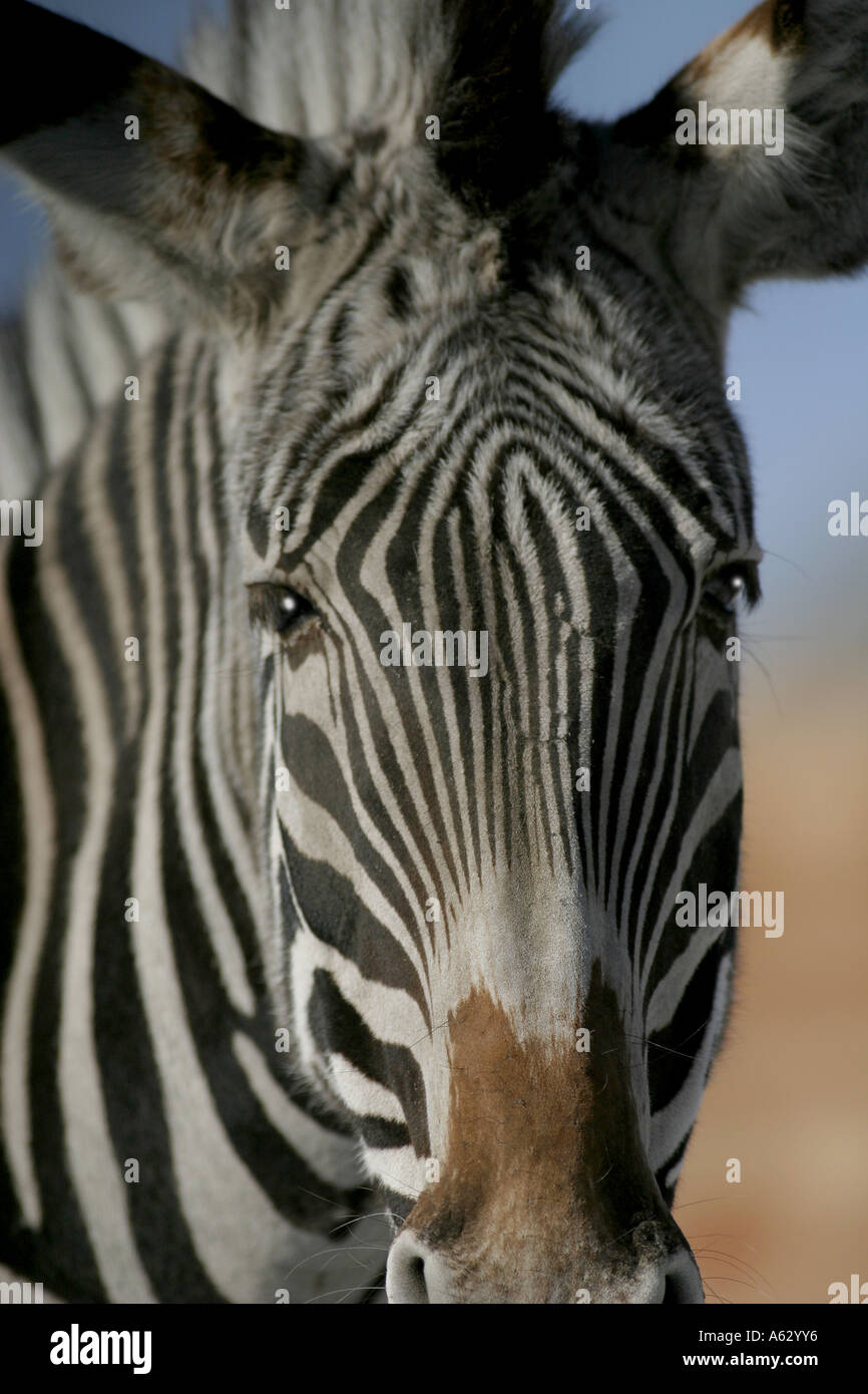Four hooves zebra hi-res stock photography and images - Alamy