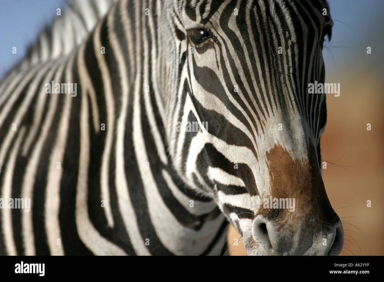 Four hooves zebra hi-res stock photography and images - Alamy