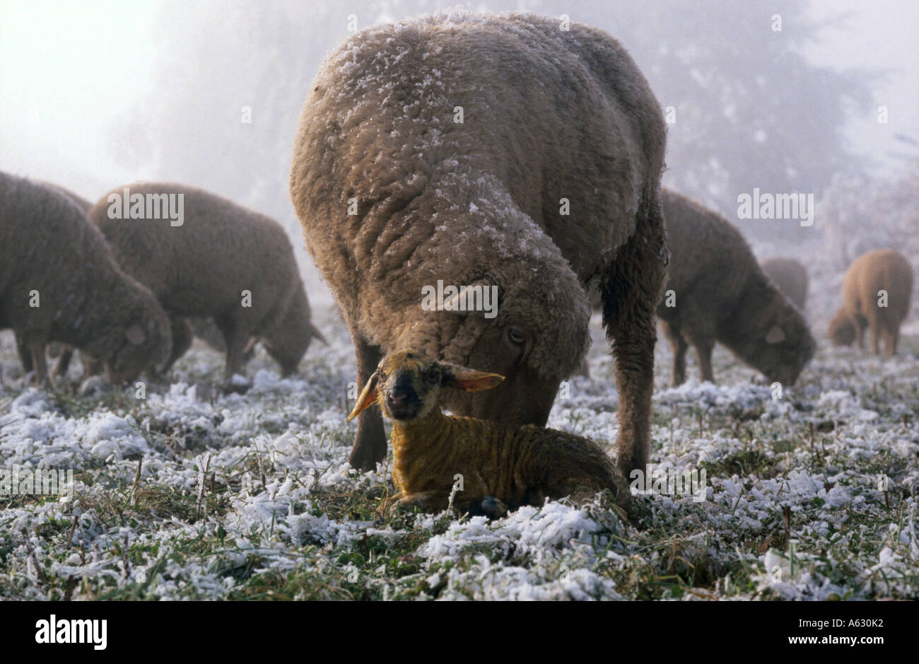 Sheep and lamb on frozen field Stock Photo - Alamy