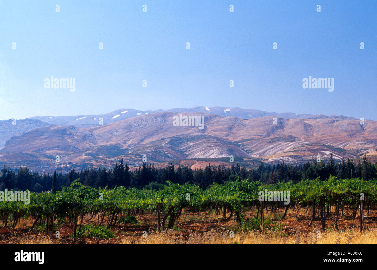 Trees on landscape, Bekaa Valley, Lebanon Stock Photo - Alamy