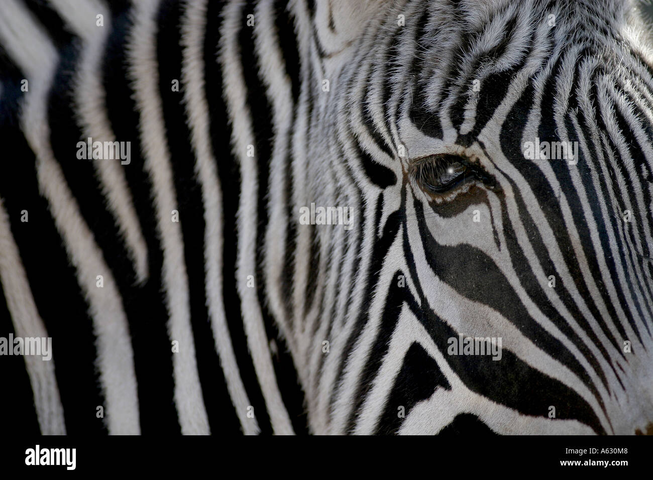 Four hooves zebra hi-res stock photography and images - Alamy