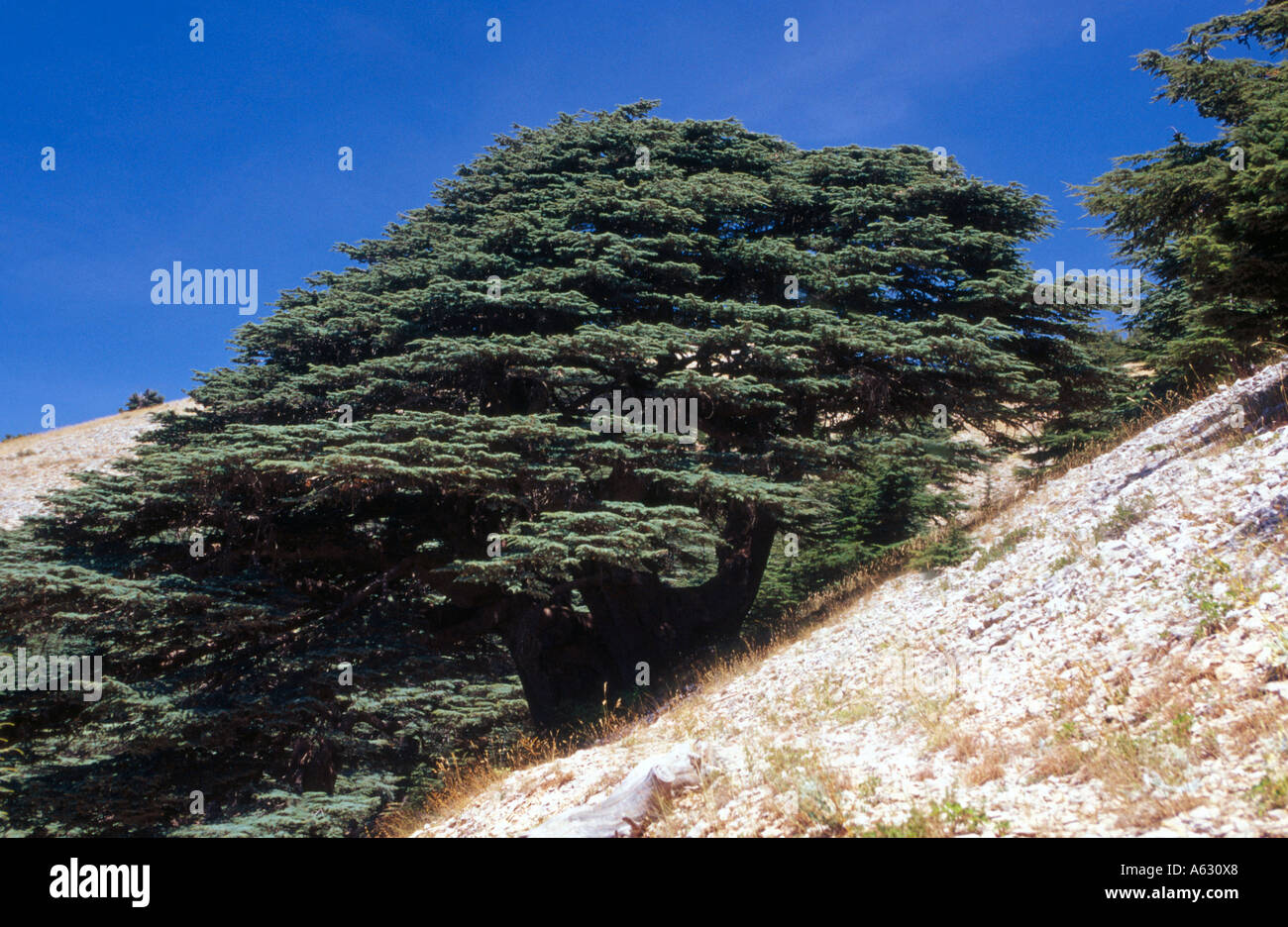 Al shouf cedar nature reserve hi-res stock photography and images - Alamy