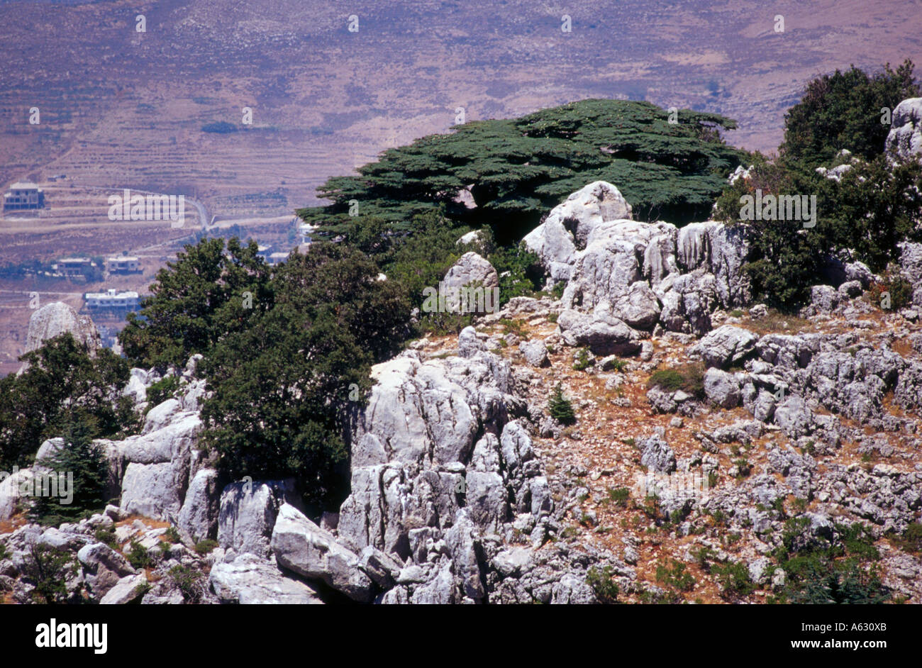 Al shouf cedar nature reserve hi-res stock photography and images - Alamy