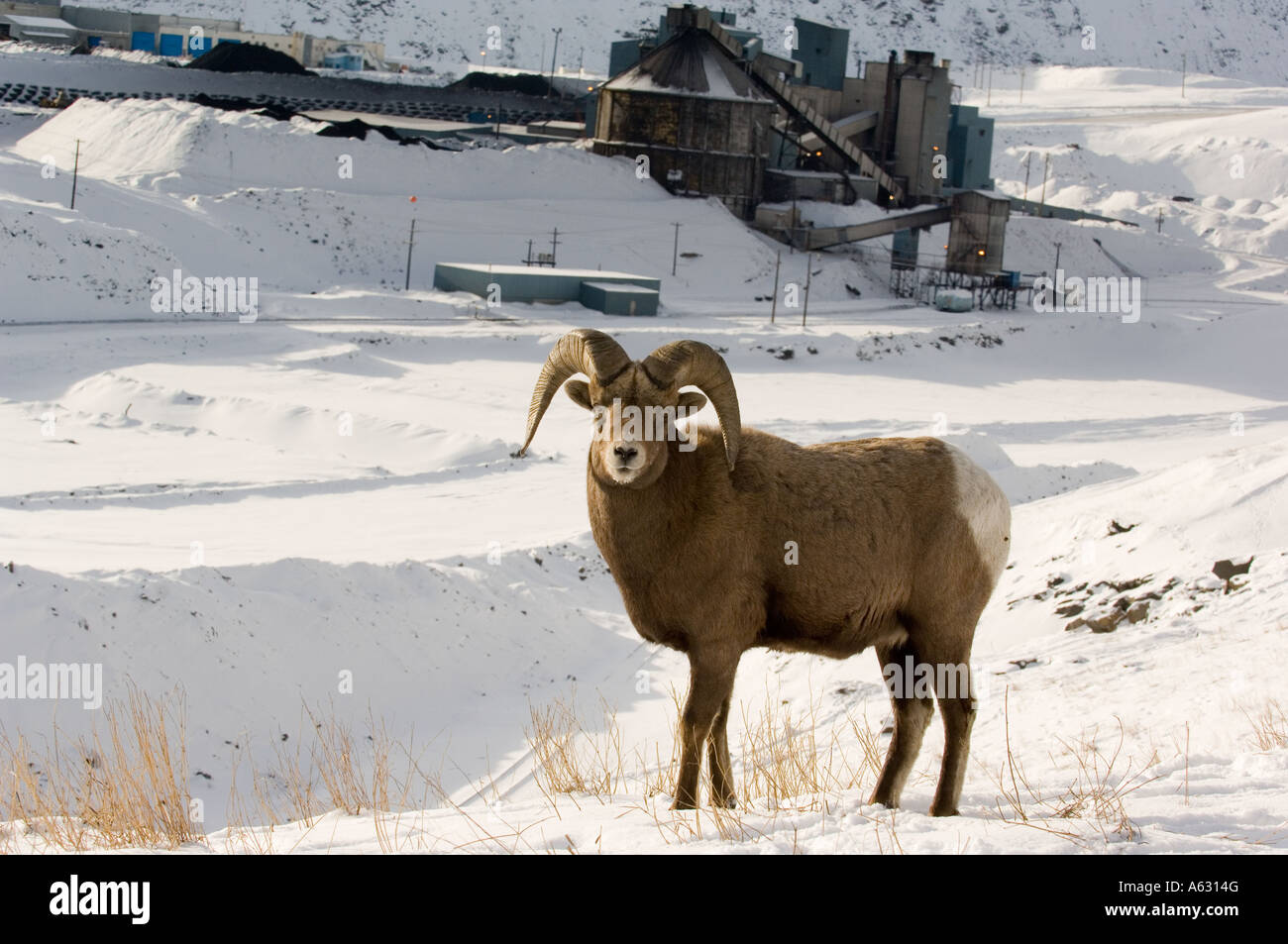 A Bighorn Sheep standing in front of a coal mine processing plant Stock ...