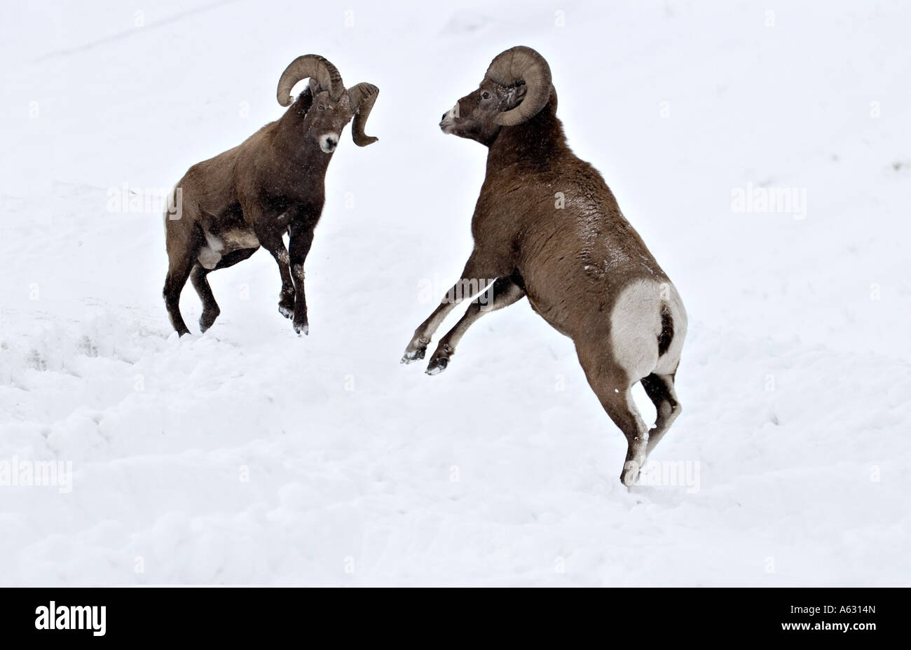 Bighorn Sheep butting heads Stock Photo - Alamy