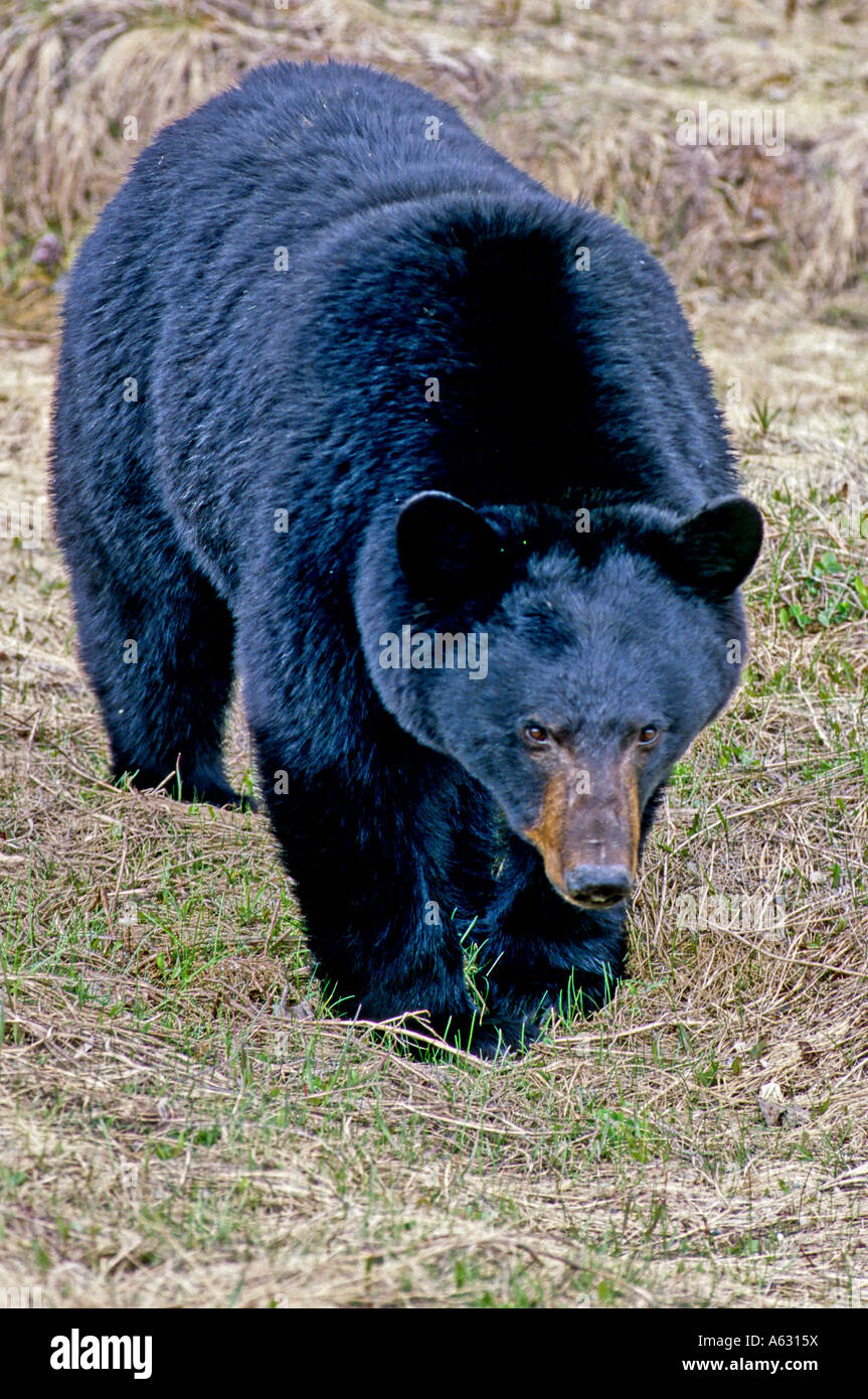 Bear posture hi-res stock photography and images - Alamy
