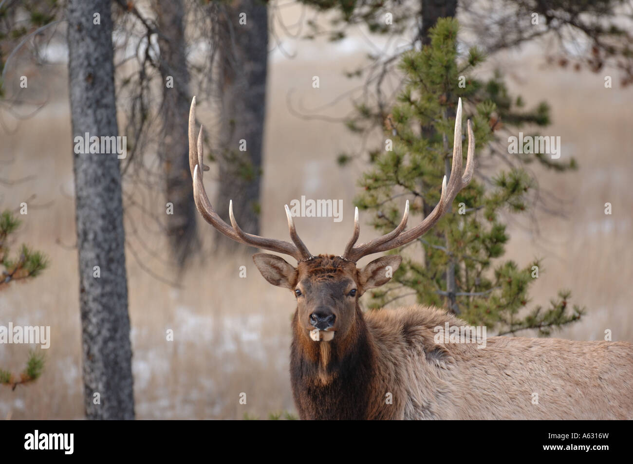 A wild Bull Elk portrait Stock Photo - Alamy