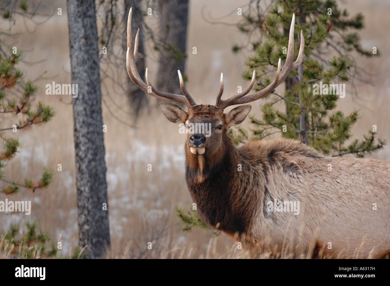 Close up portrait of a bull elk hi-res stock photography and images - Alamy