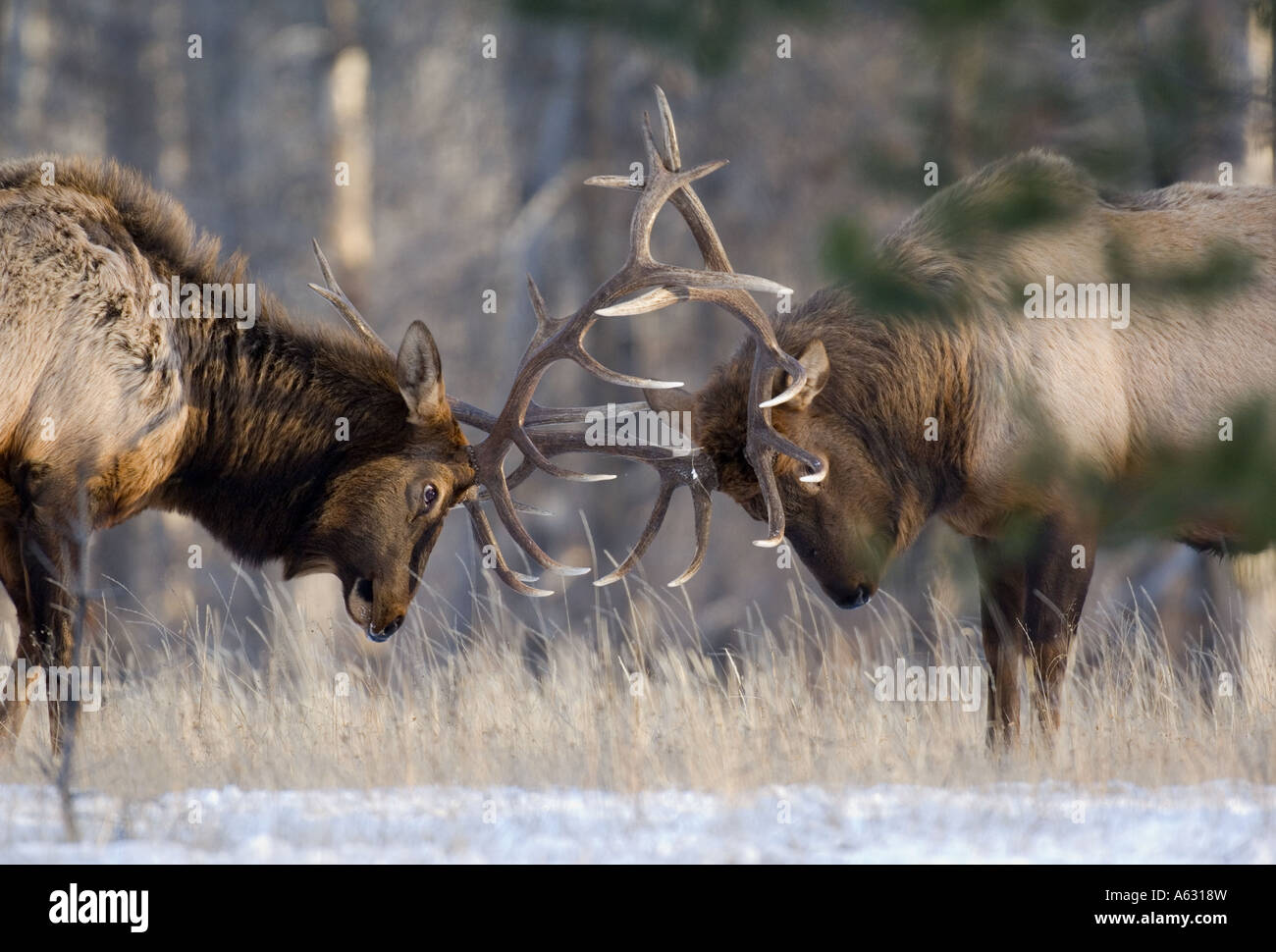 Bull elk fight hi-res stock photography and images - Alamy