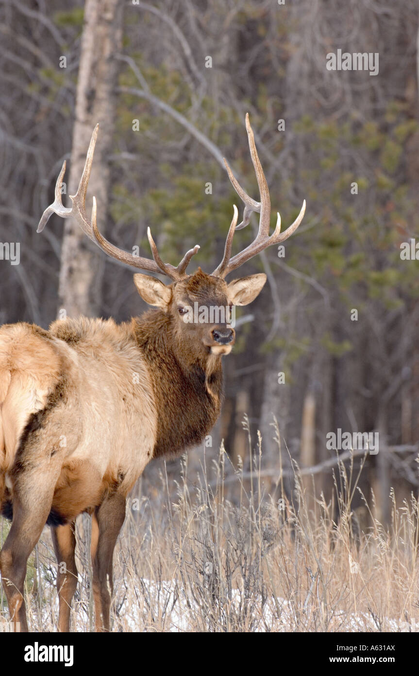 Elk looking back hi-res stock photography and images - Alamy