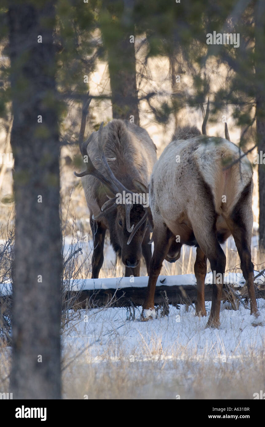 Bull Elk fighting Stock Photo - Alamy