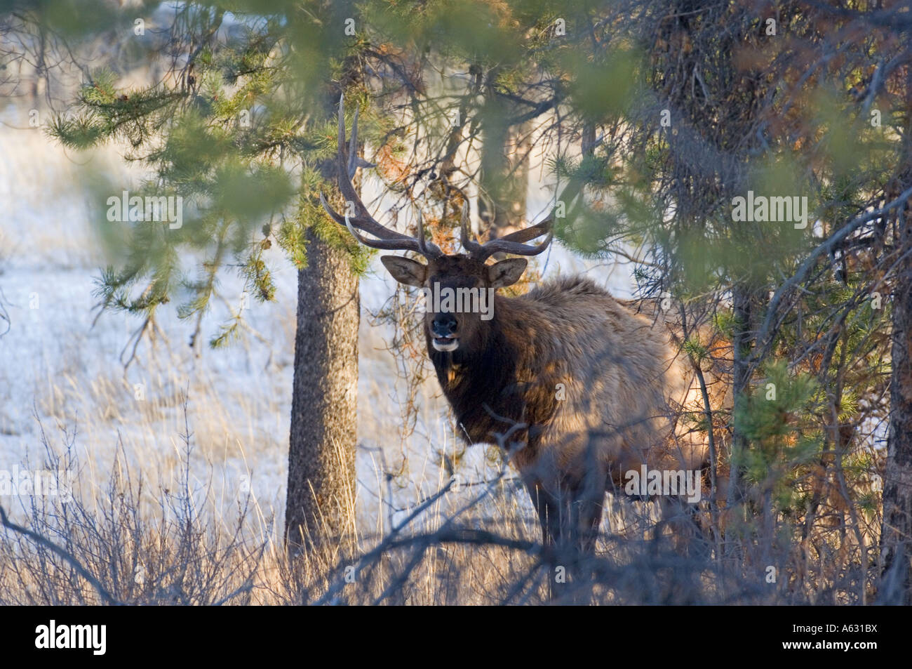 Bull Elk in the trees Stock Photo - Alamy