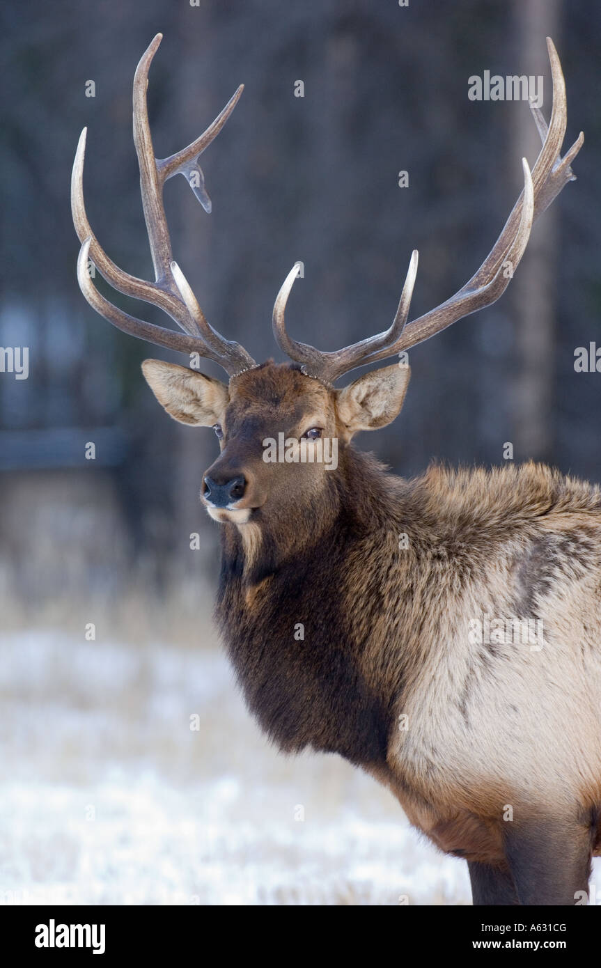 Bull Elk 130 Stock Photo - Alamy