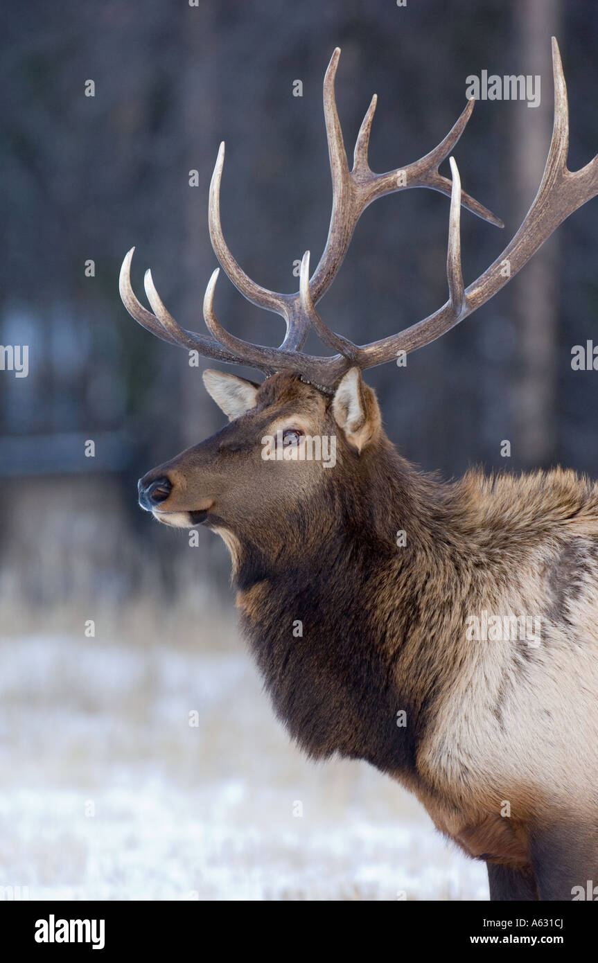 Bull Elk 132 Stock Photo - Alamy