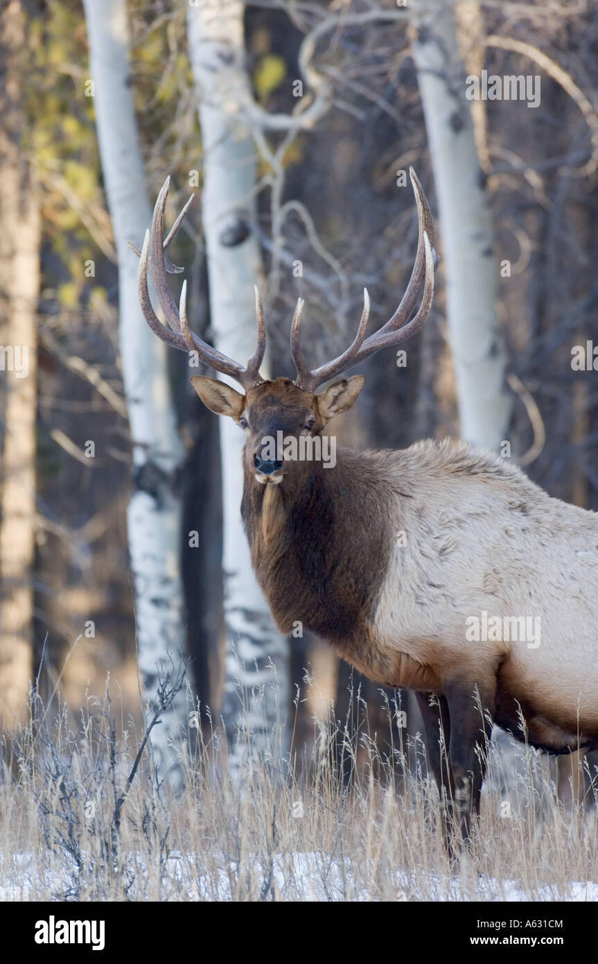 Bull Elk 134 Stock Photo - Alamy