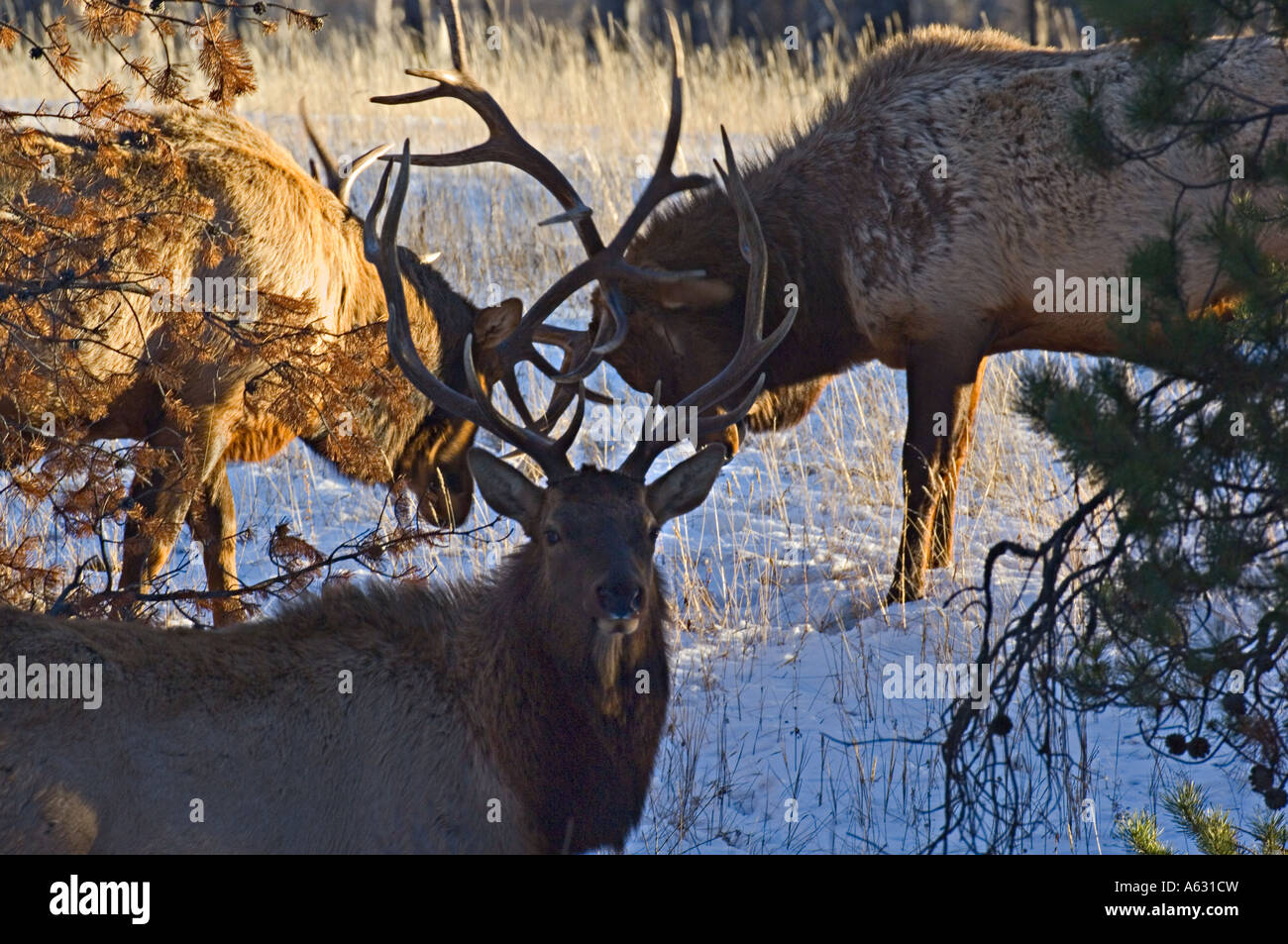 Bull elk fight hi-res stock photography and images - Alamy